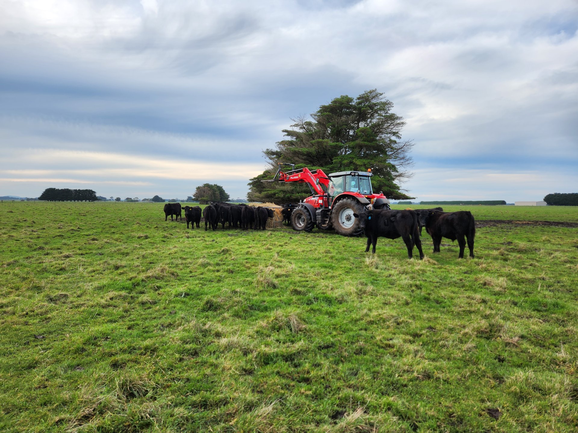 Getting nutrients into steer with BRD | Page 4 | The Farming Forum