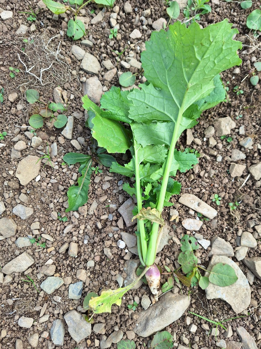 Stubble Turnips | Page 11 | The Farming Forum