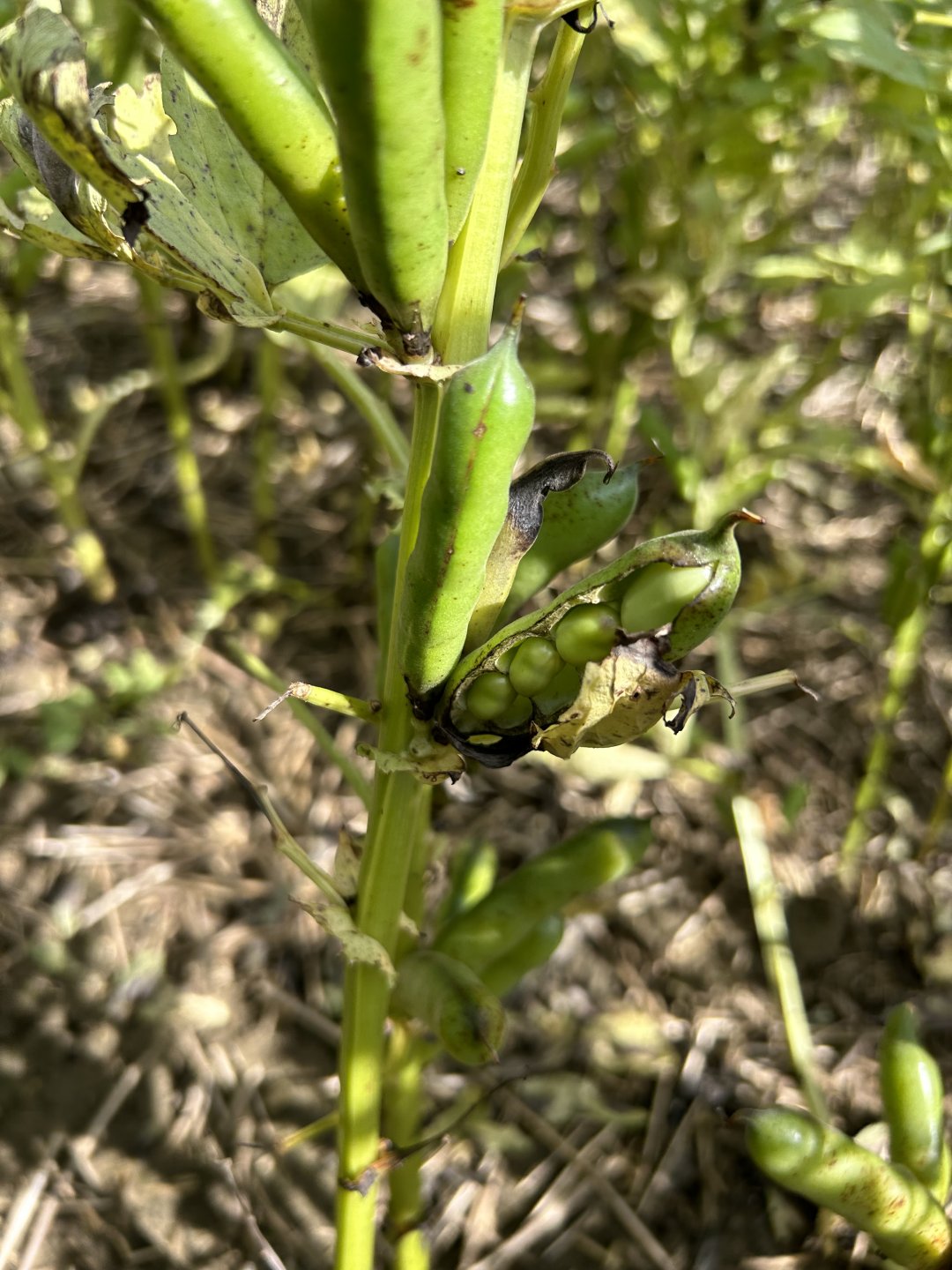 Winter beans pod bursting open. | The Farming Forum