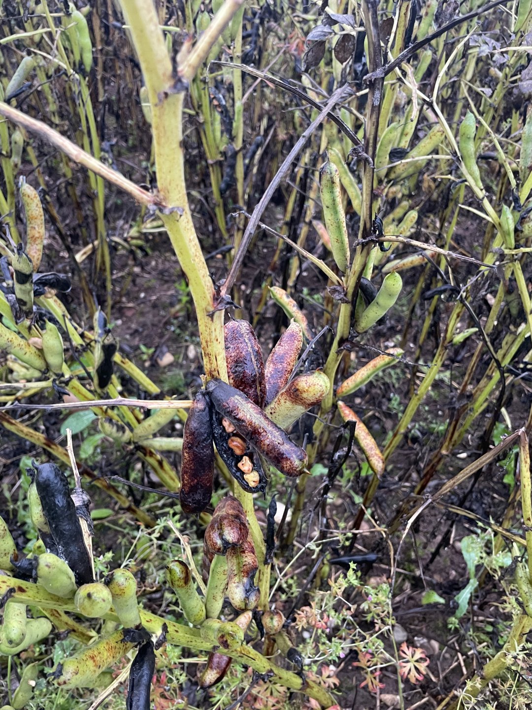 Winter beans pod bursting open. | The Farming Forum