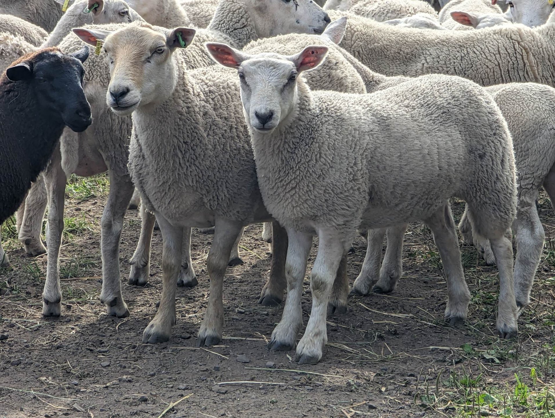 Confessions of the Sheep/Beef Cattle/Pig Addicts | Page 1904 | The ...