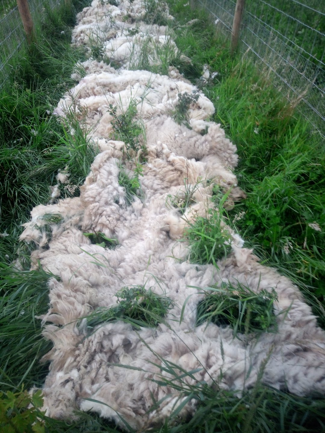 Wool, where are you sending yours this year? | Page 5 | The Farming Forum