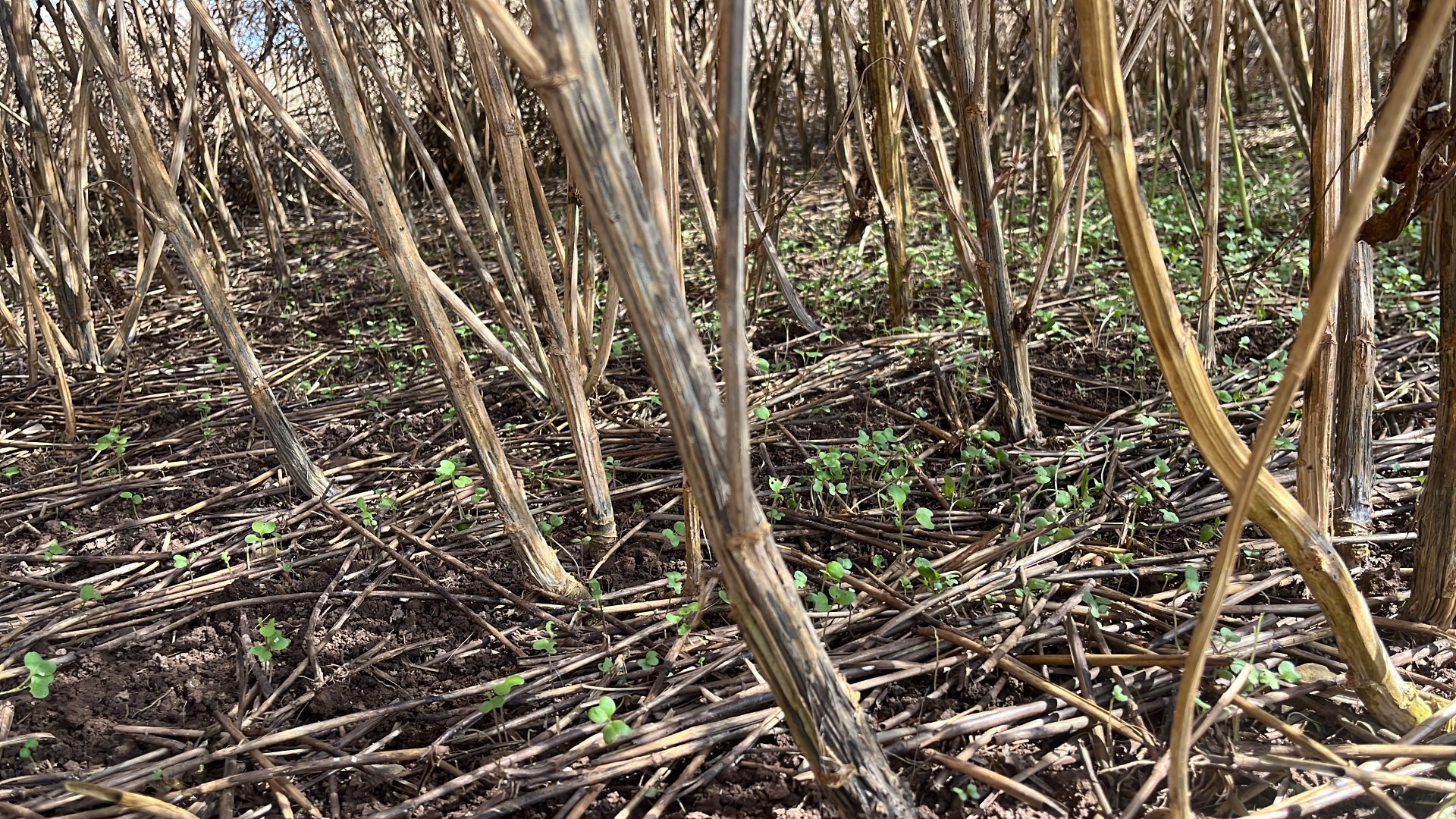 OSR storage | The Farming Forum