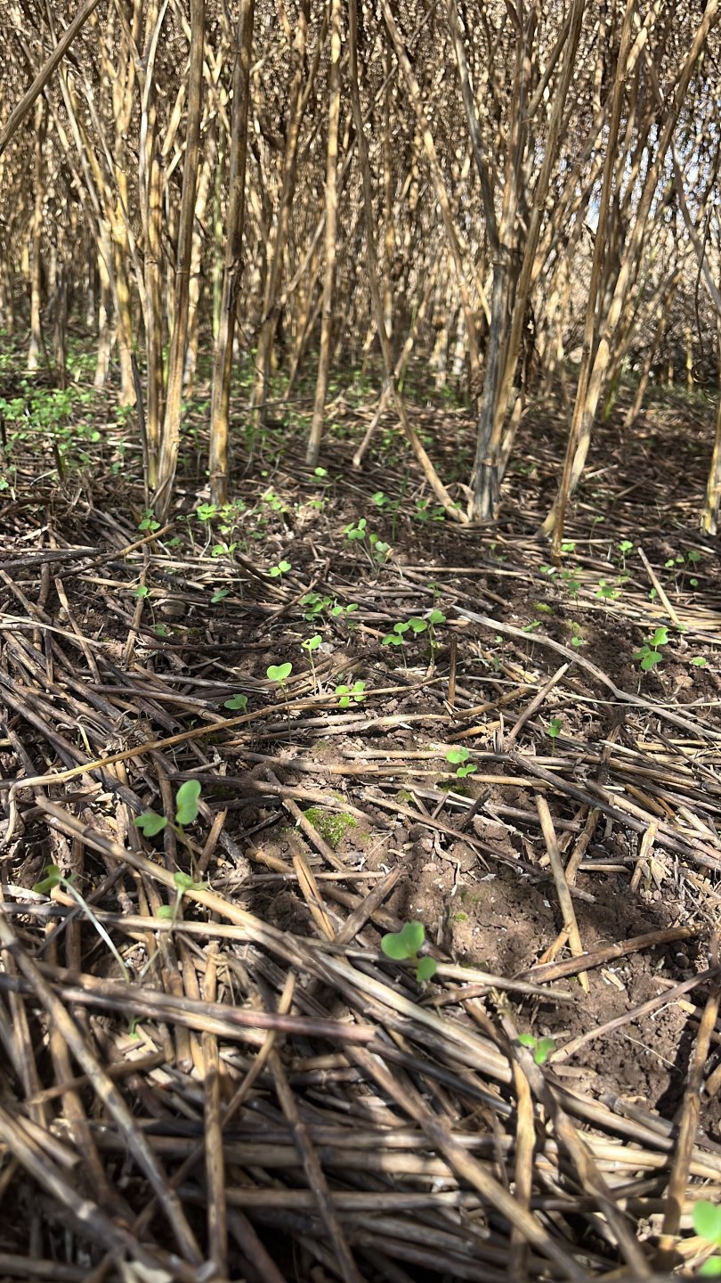 OSR storage | The Farming Forum