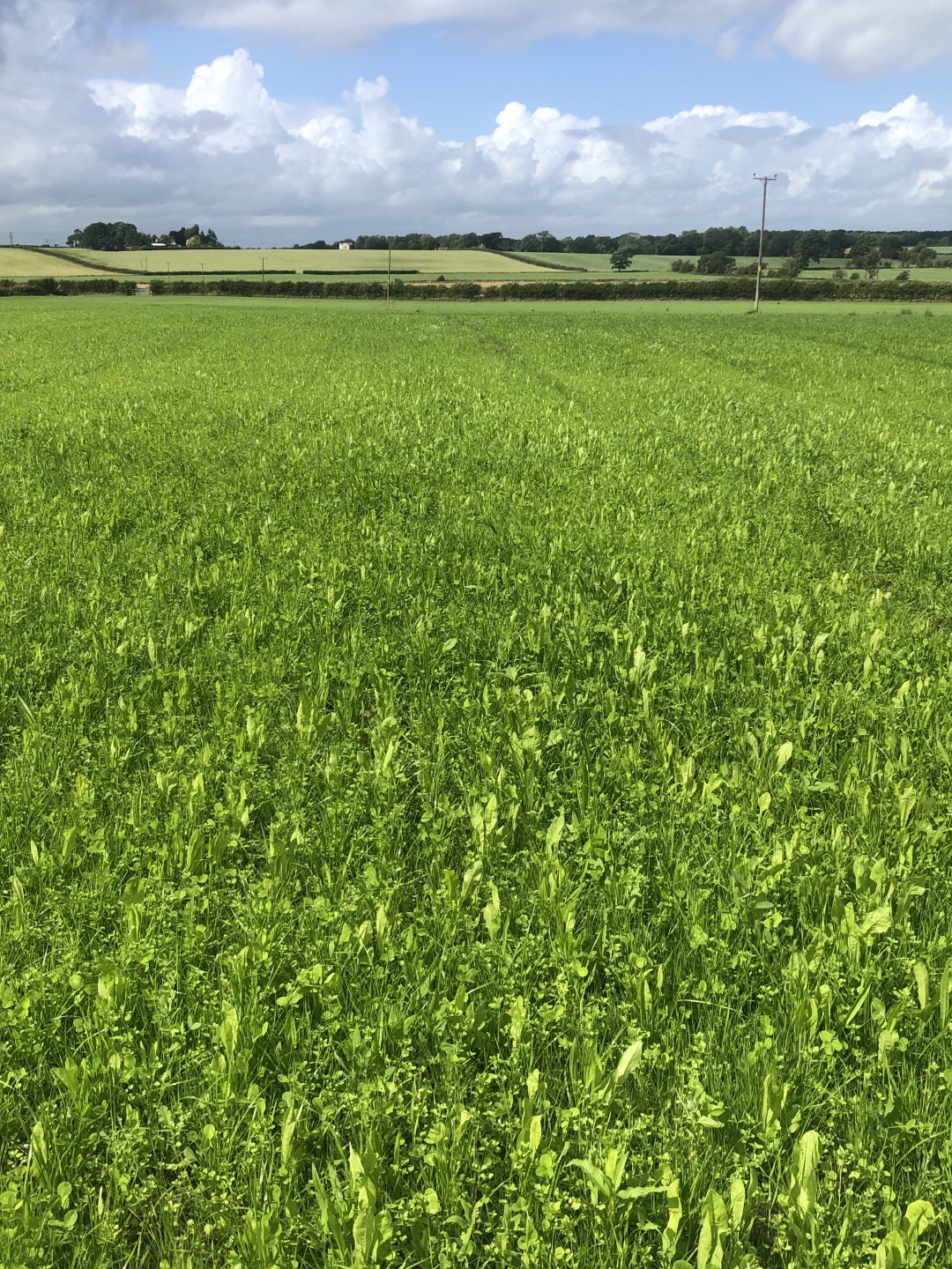 GS4 seed | Page 2 | The Farming Forum