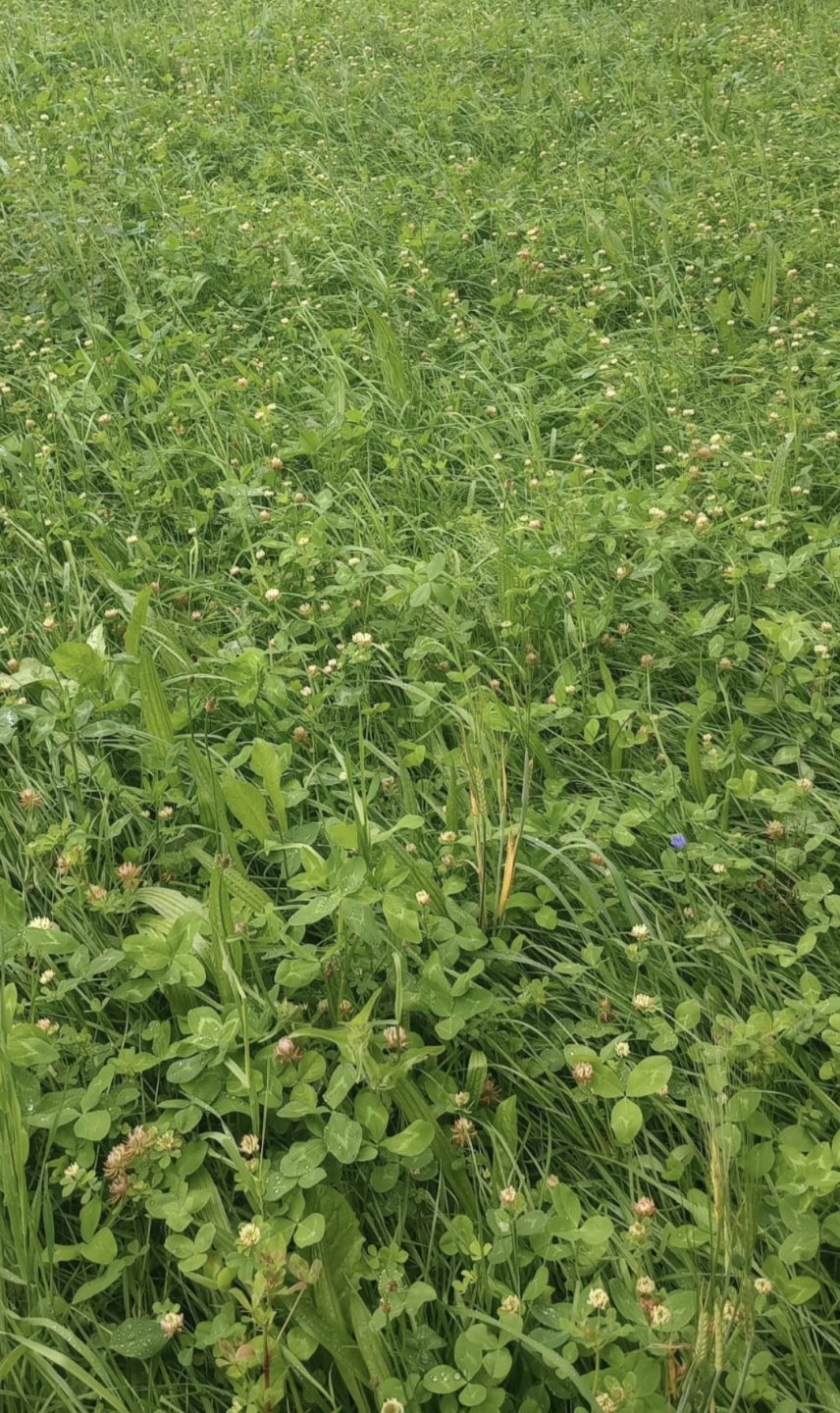 GS4 seed | Page 2 | The Farming Forum