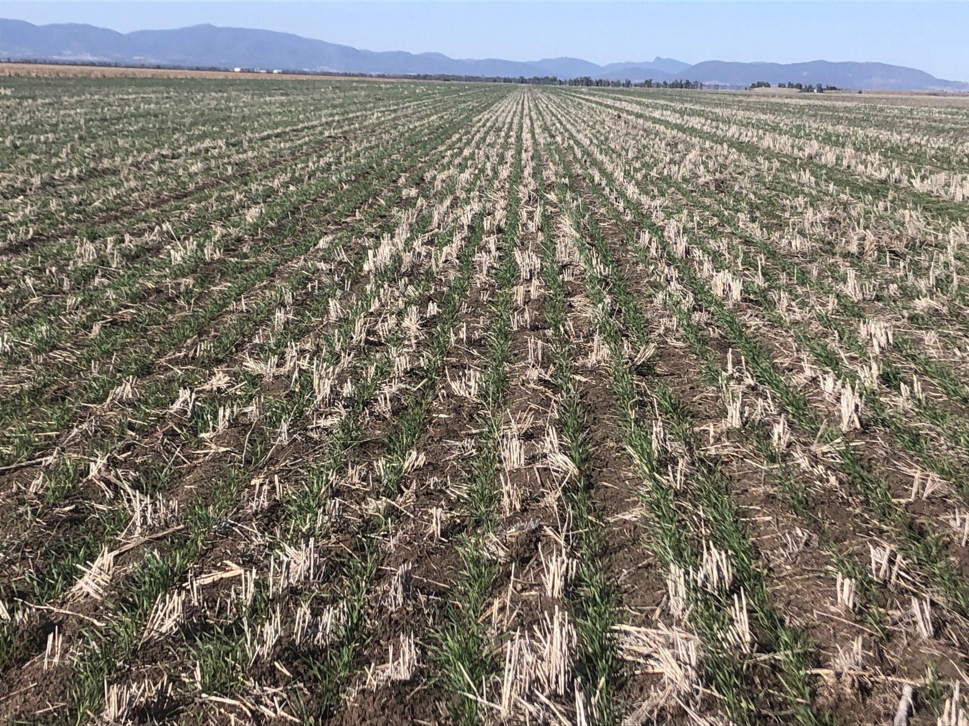 Direct/Strip-till drilling photo gallery | Page 138 | The Farming Forum