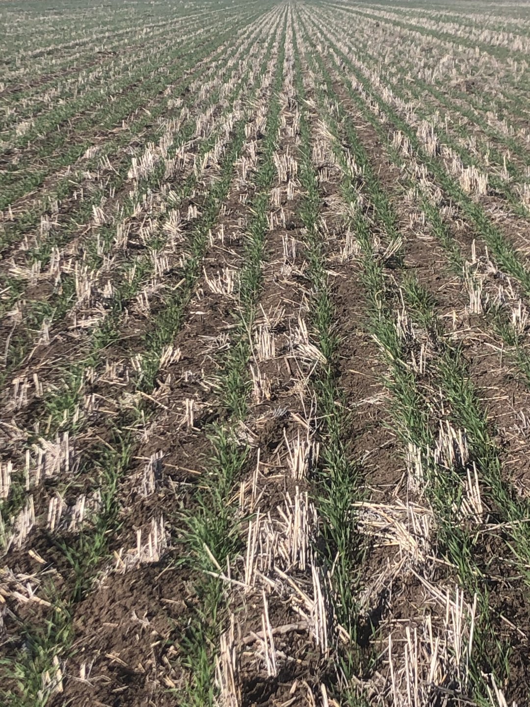 Direct/Strip-till drilling photo gallery | Page 138 | The Farming Forum