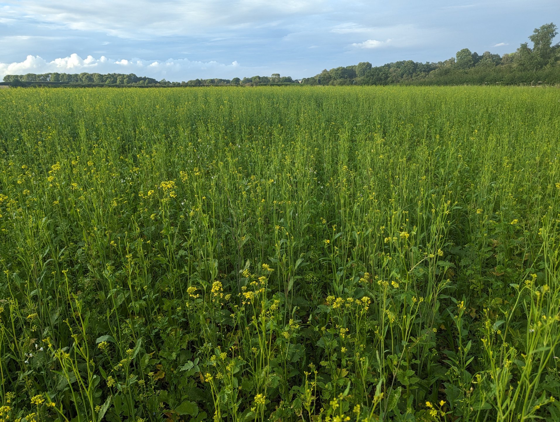 Establishing multi species cover crops | The Farming Forum