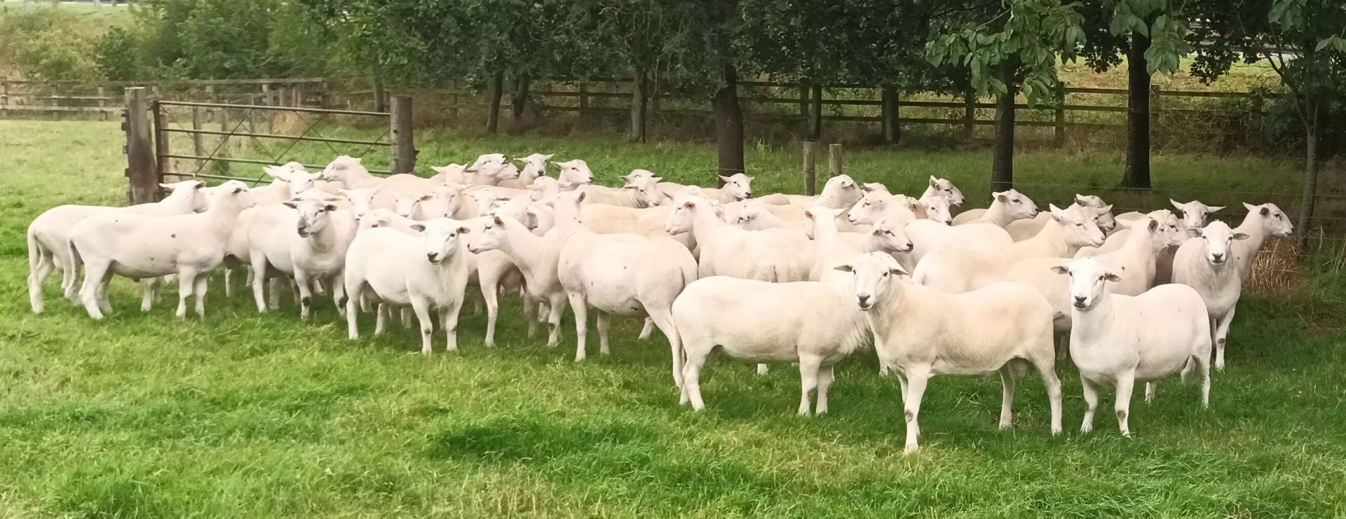 Exlana Ram Sale Ross on Wye 11th August 2023 | The Farming Forum