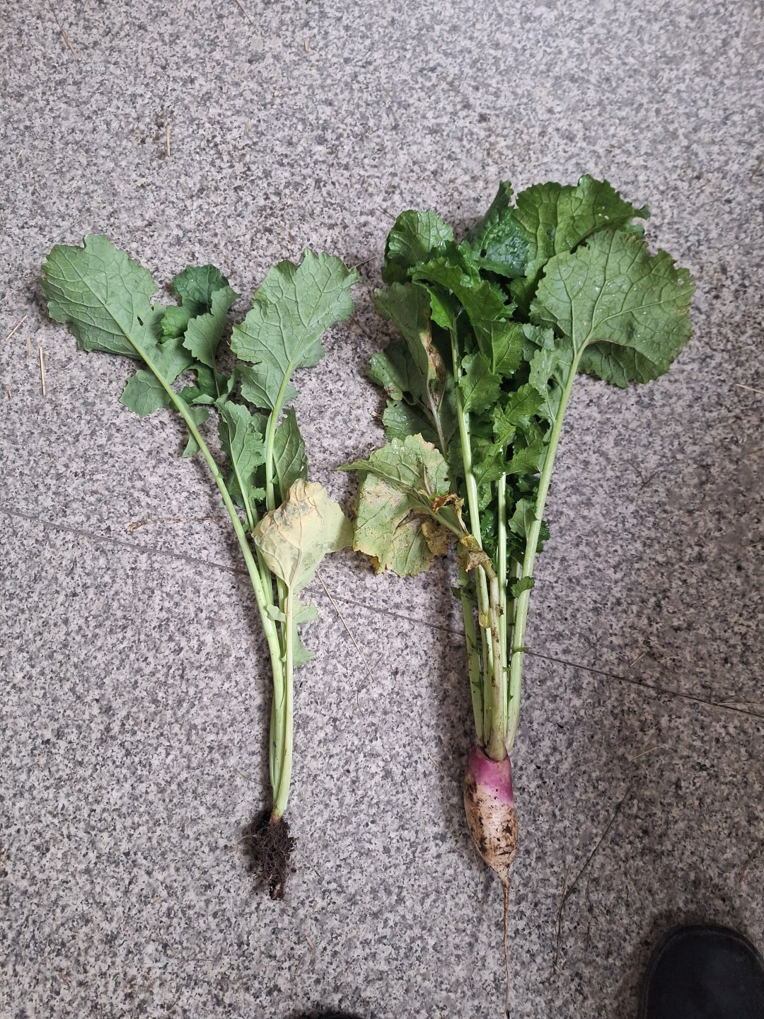 Stubble Turnips | Page 12 | The Farming Forum