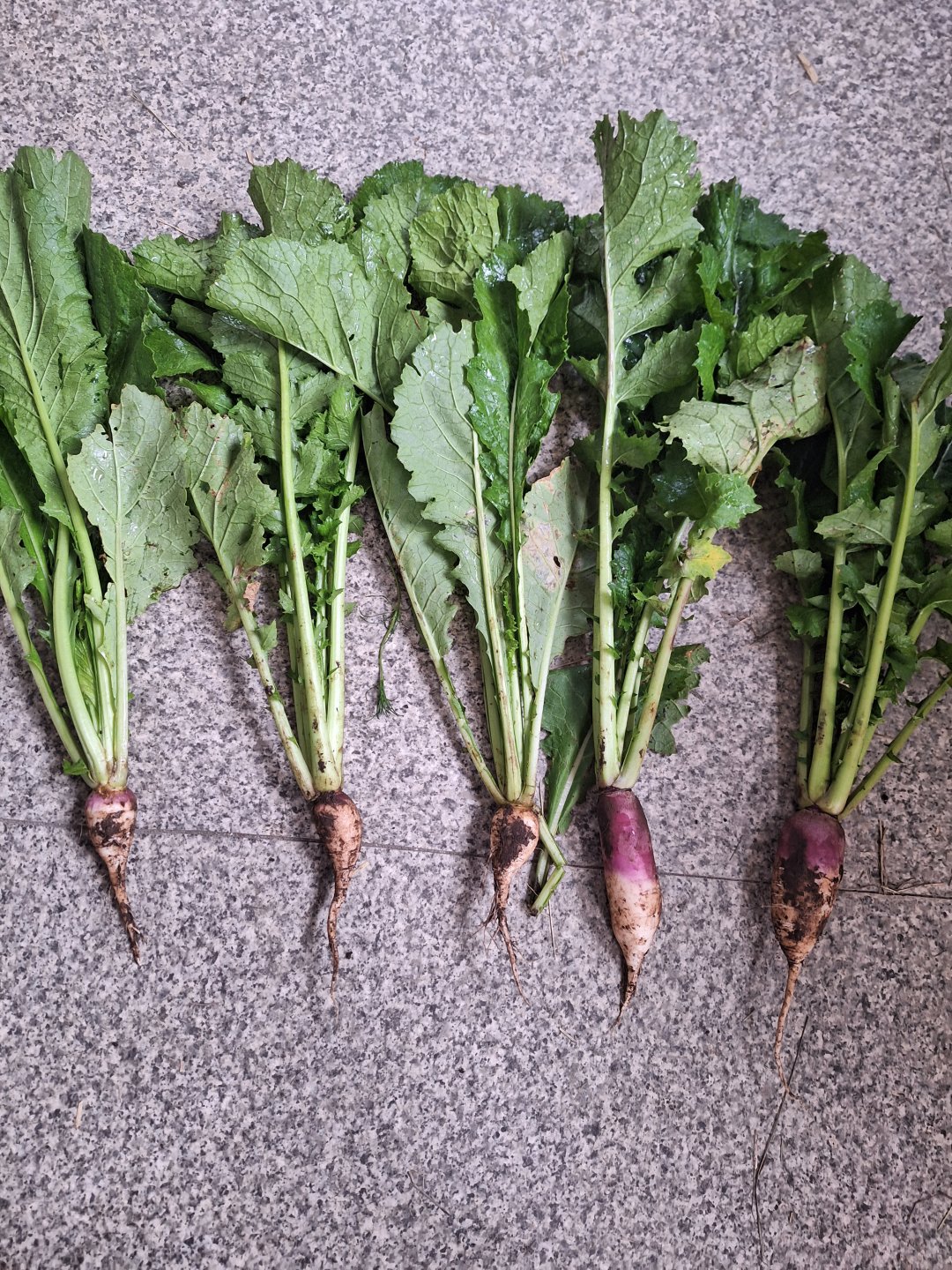 Stubble Turnips | Page 12 | The Farming Forum