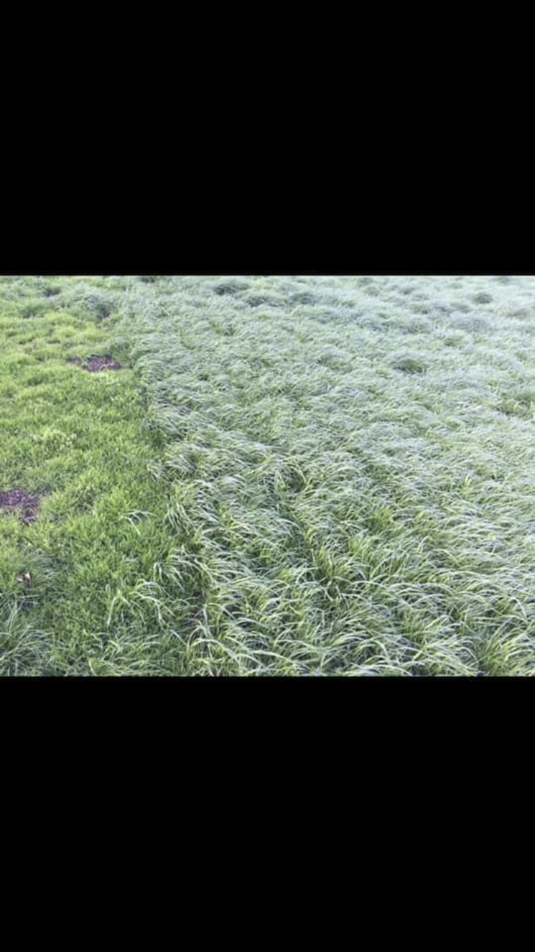 Overseeding Grassland | The Farming Forum