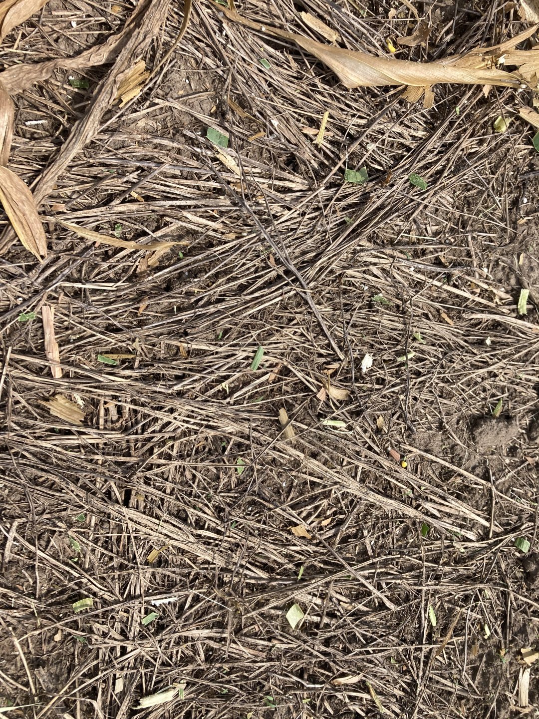 Maize 2023 | Page 32 | The Farming Forum