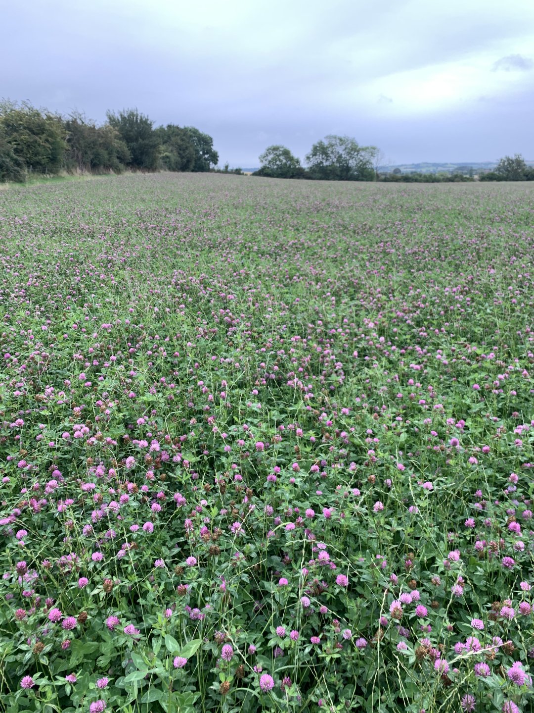 Red clover silage | Page 3 | The Farming Forum