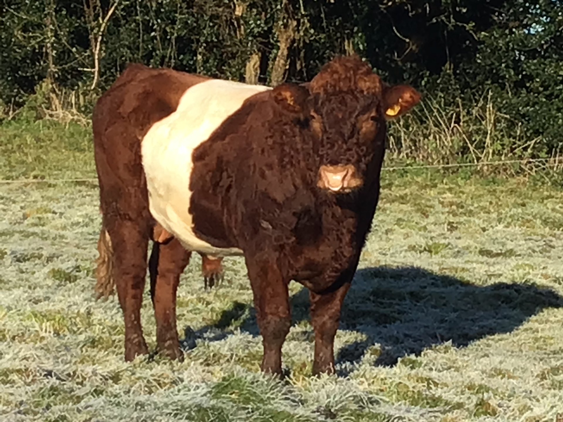 Belted galloways | The Farming Forum