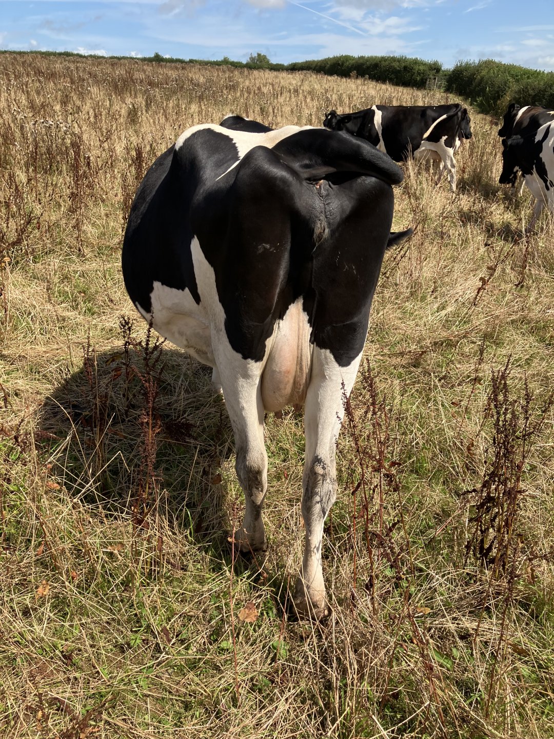 All things Dairy | Page 3084 | The Farming Forum