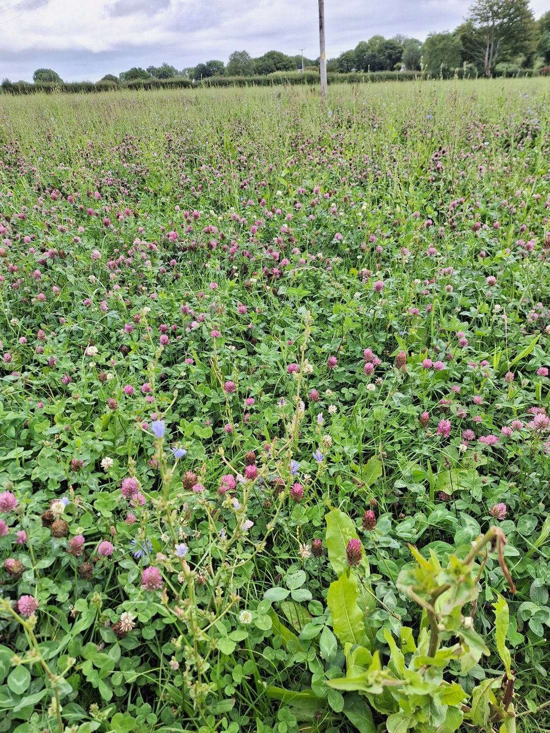 SFI Harbal Mix | The Farming Forum