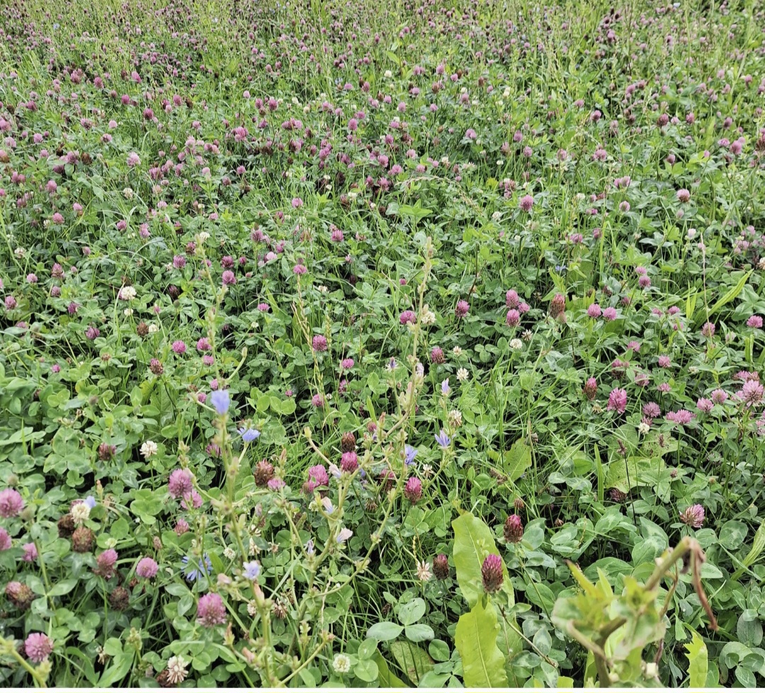 AB15 2 year legume | Page 4 | The Farming Forum