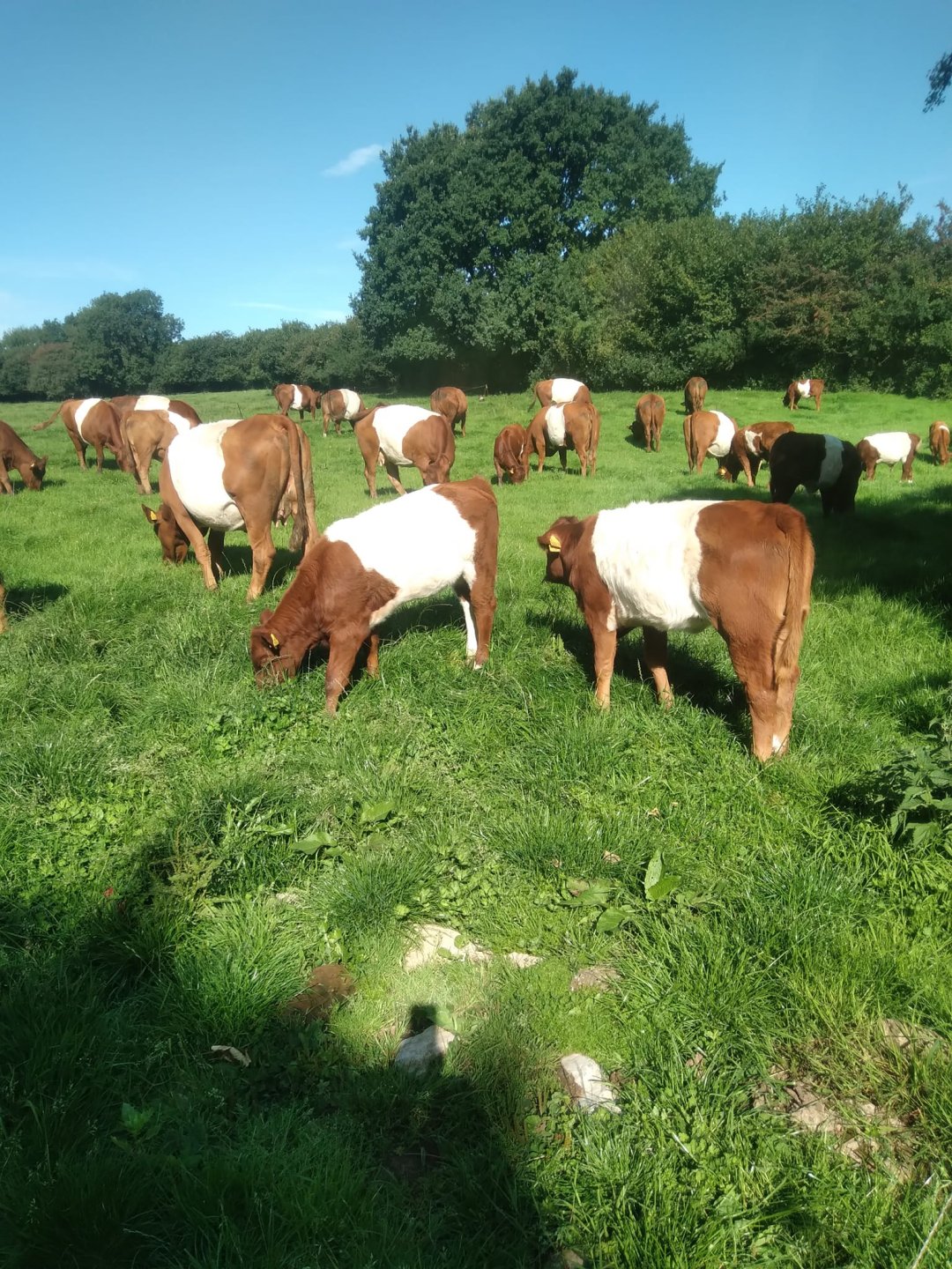 Native breeds photographs | Page 113 | The Farming Forum