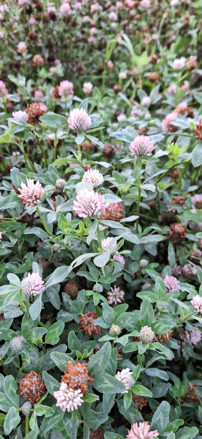 AB15 2 year legume | Page 4 | The Farming Forum