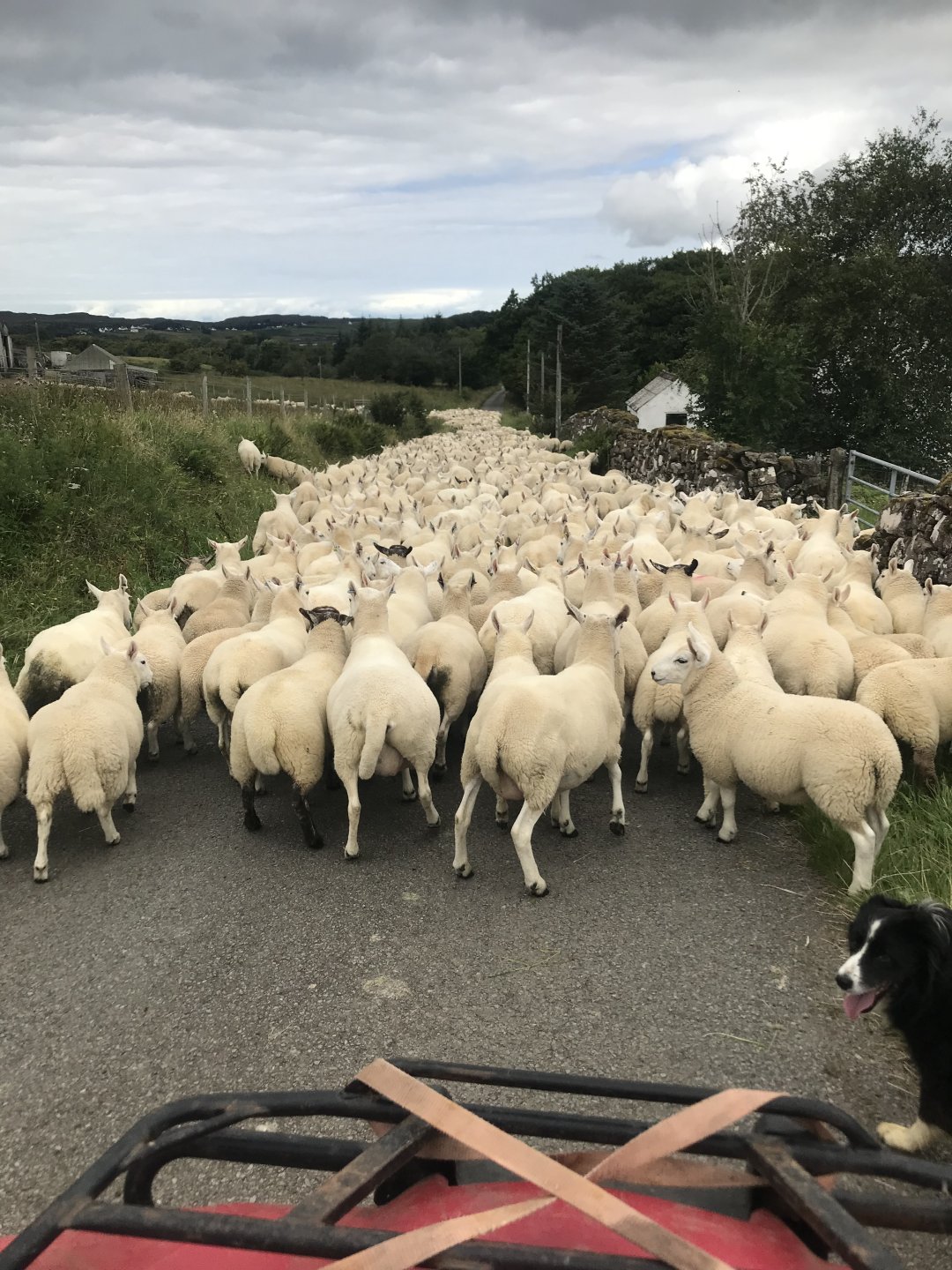 Confessions of the Sheep/Beef Cattle/Pig Addicts | Page 2009 | The ...