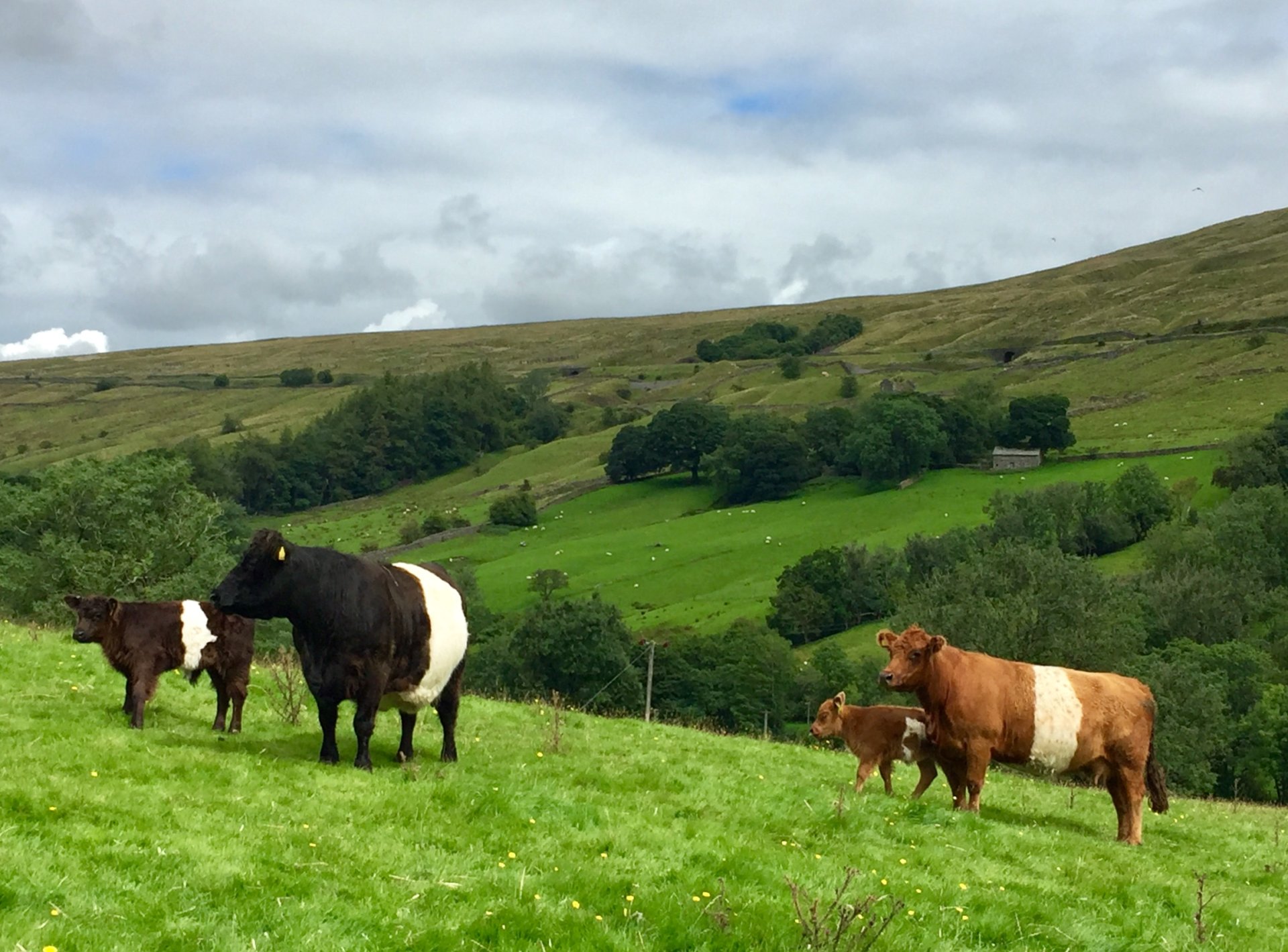 Native breeds photographs | Page 113 | The Farming Forum