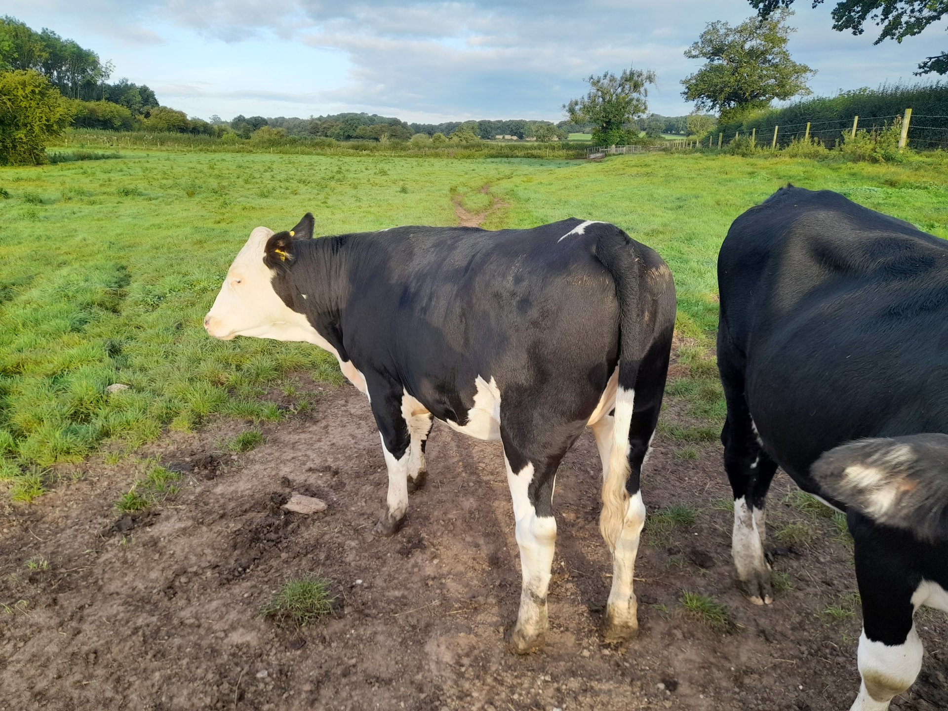 The Beef Tracker thread (no Sheep) | Page 143 | The Farming Forum