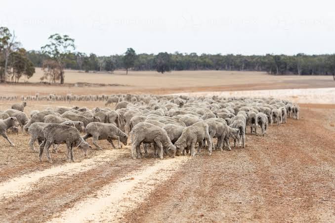 Feeding whole oats to lambs | The Farming Forum