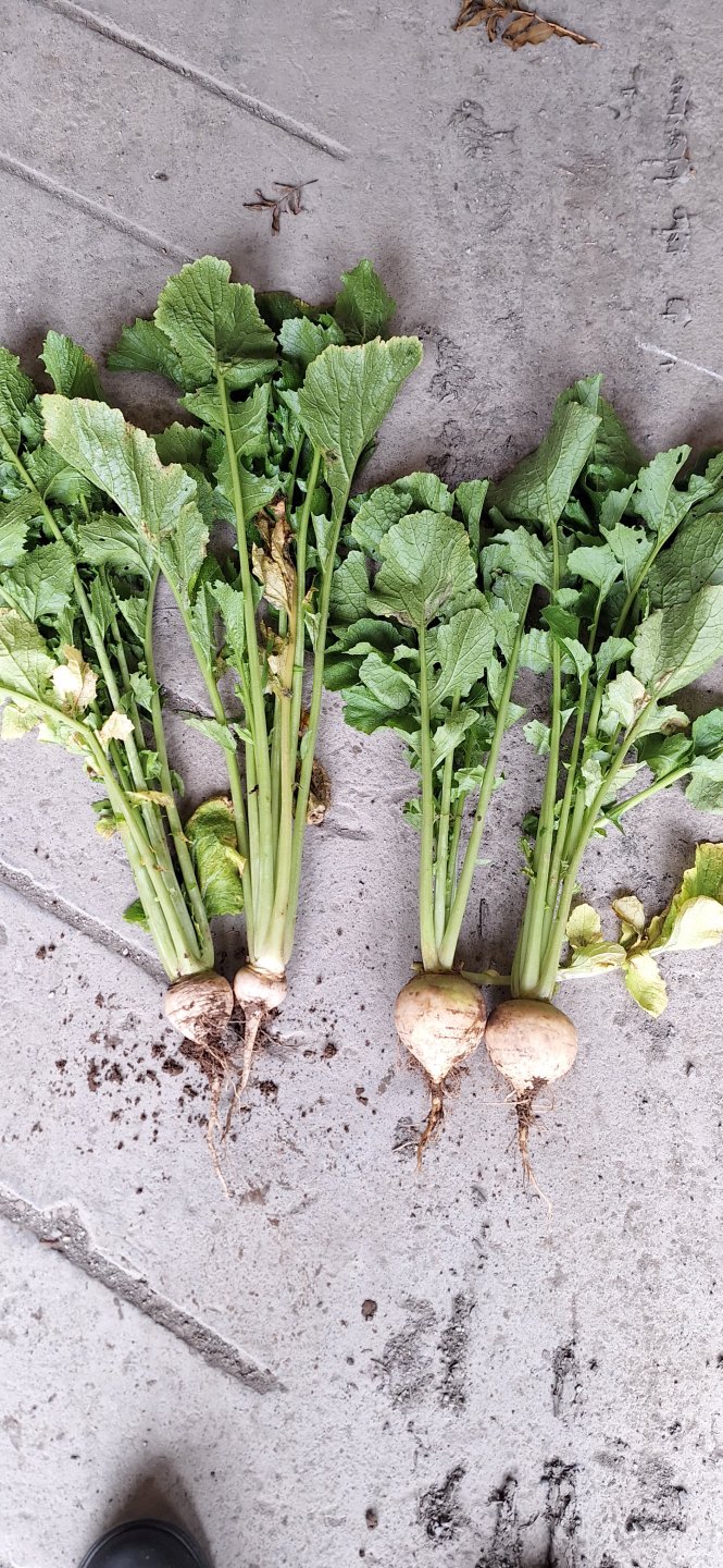 Stubble Turnips | Page 14 | The Farming Forum