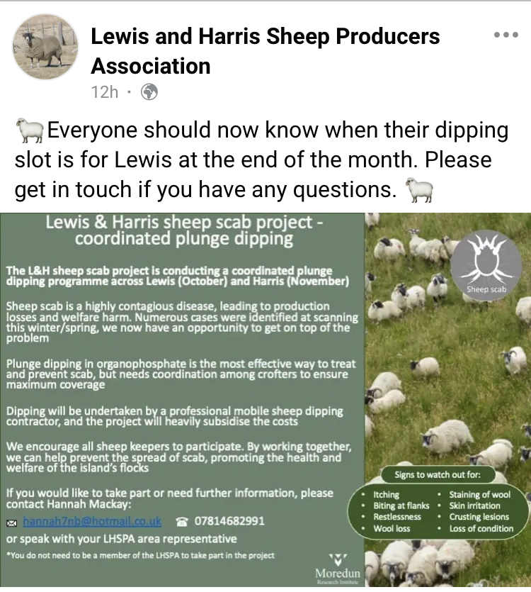 Sheep dipping in scotland | The Farming Forum