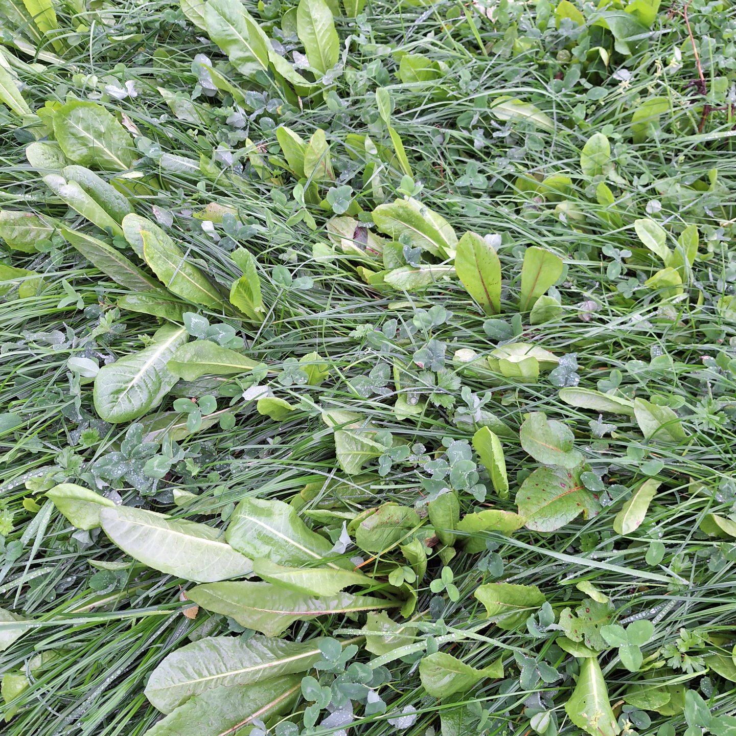 Best 3 / 4 yr herbal ley mix for high growth rates in young beef cattle ...