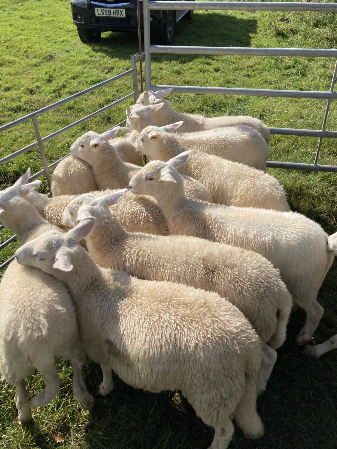 Confessions of the Sheep/Beef Cattle/Pig Addicts | Page 2134 | The ...