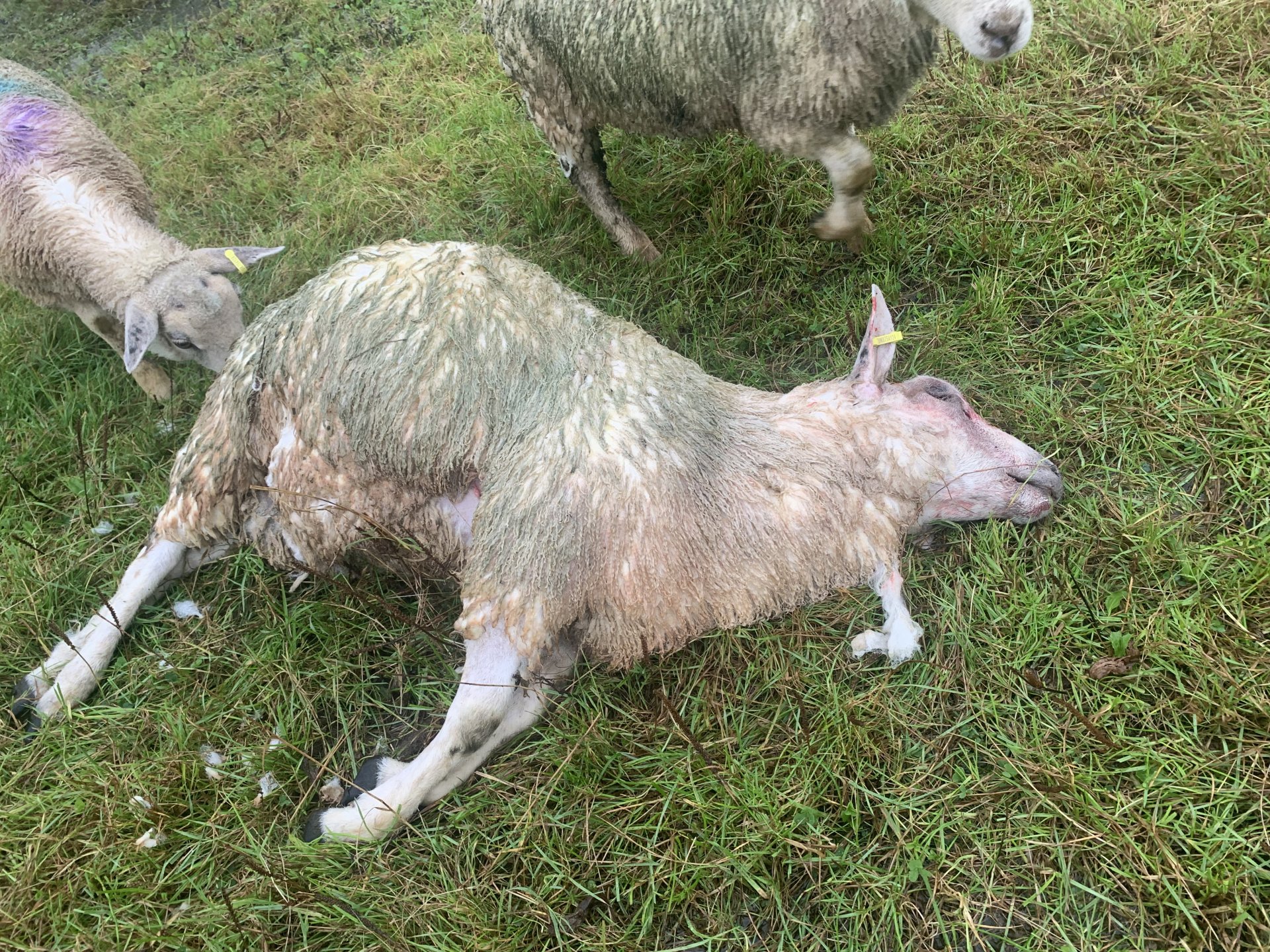 Raven Attack I in Pen | The Farming Forum