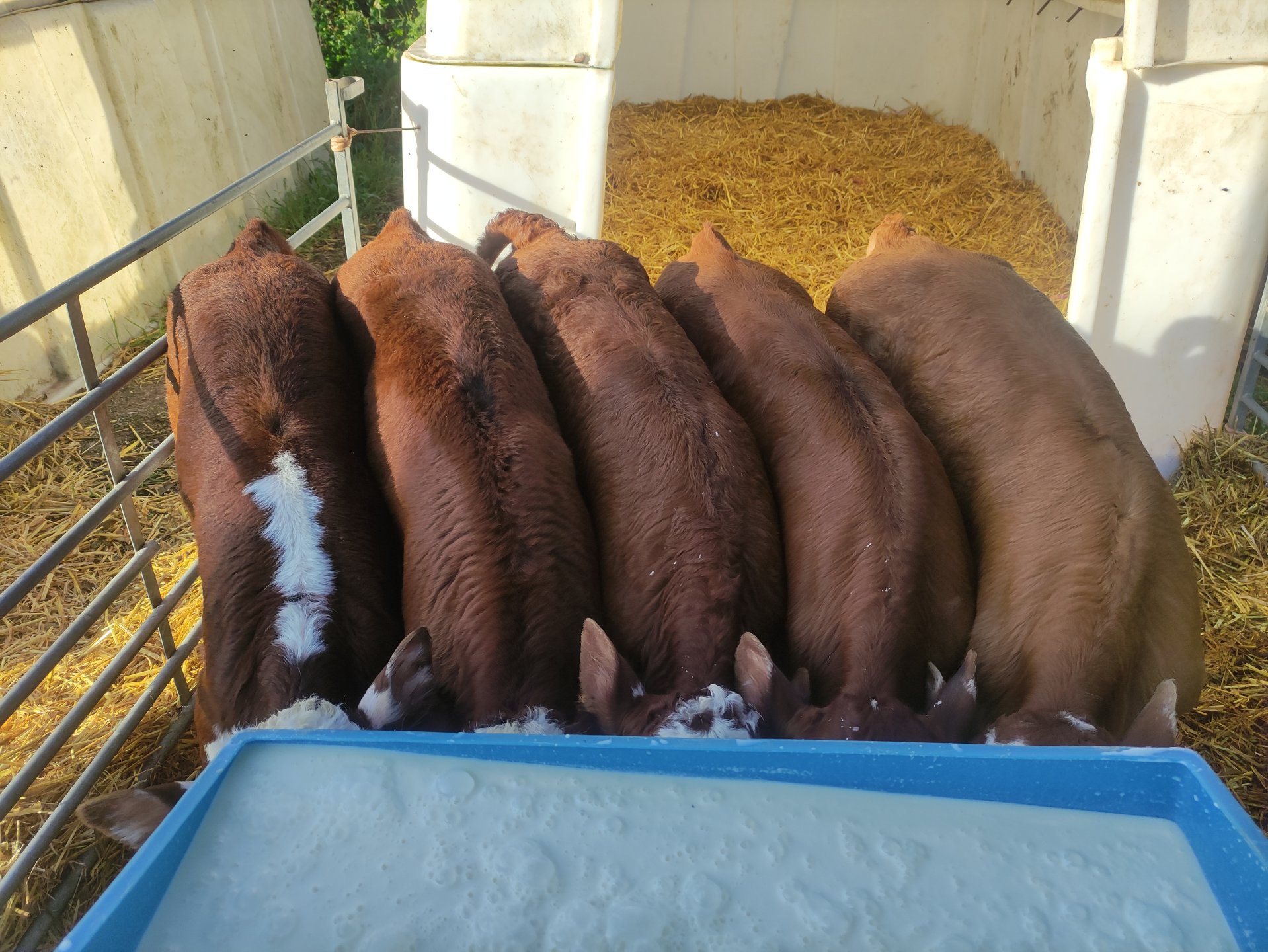 Buying milk calves... | Page 22 | The Farming Forum