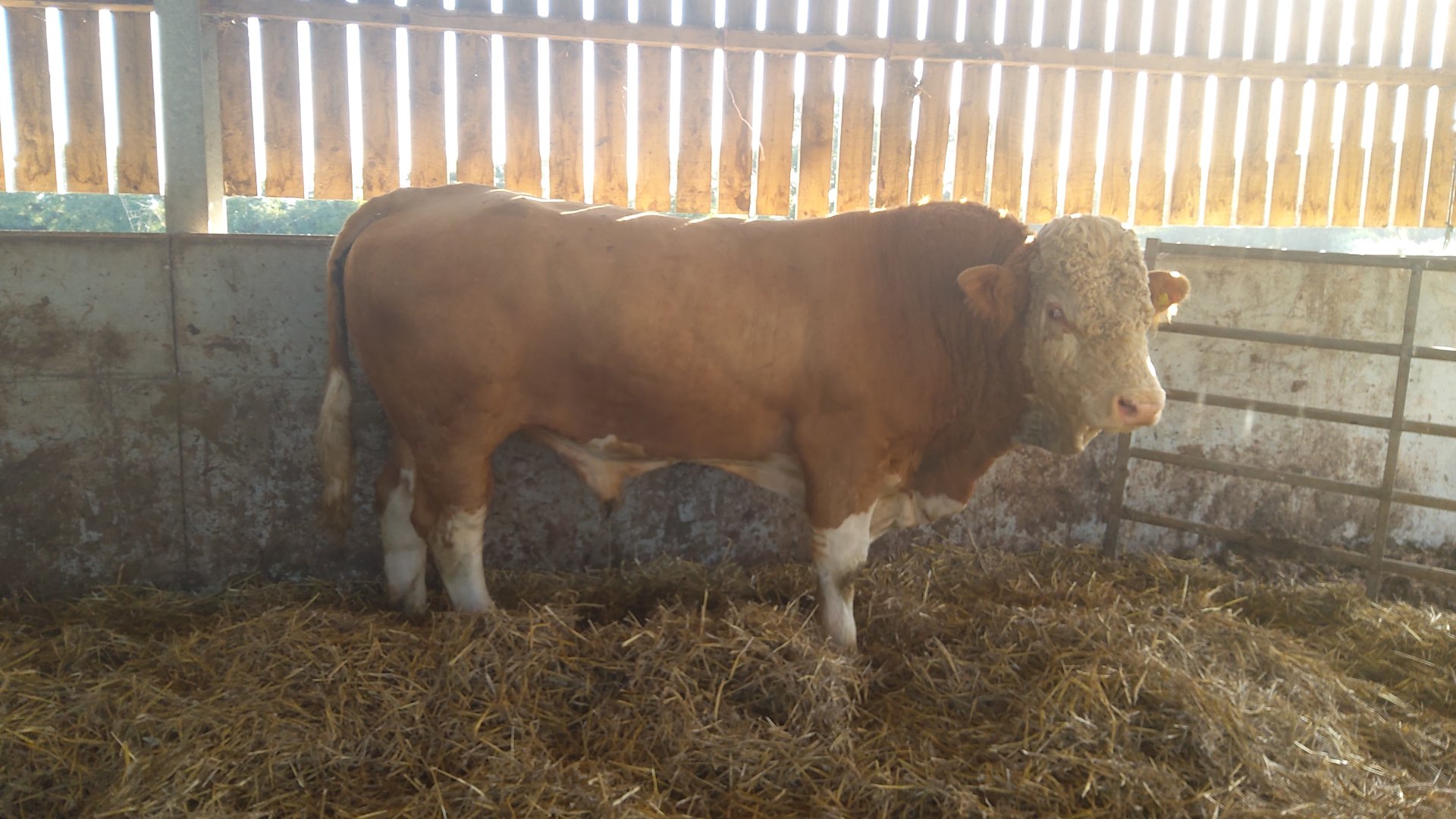 Simmental bull | The Farming Forum