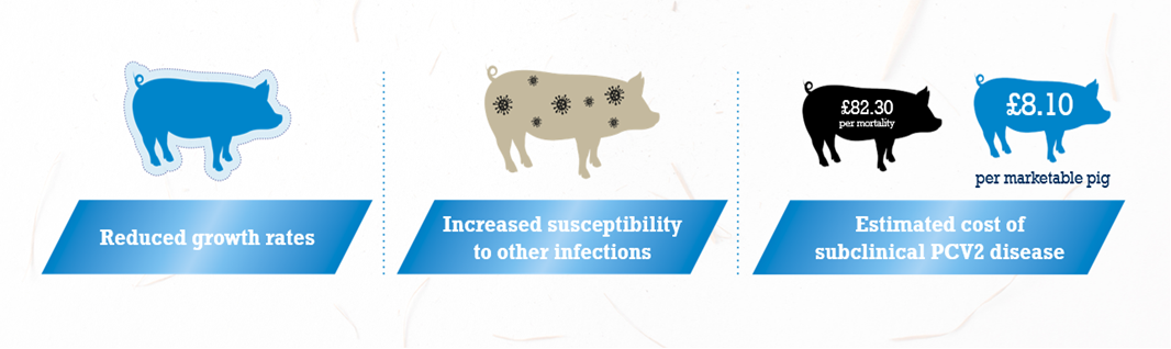 Porcine Circovirus: The Ever-Present, Ever-Changing Virus | The Farming ...