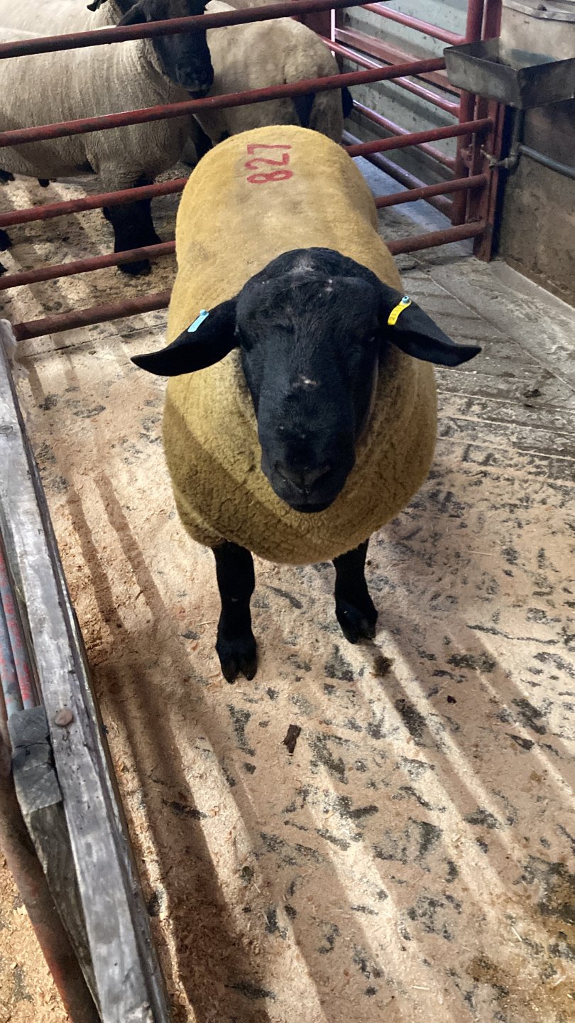 Confessions of the Sheep/Beef Cattle/Pig Addicts | Page 2265 | The ...