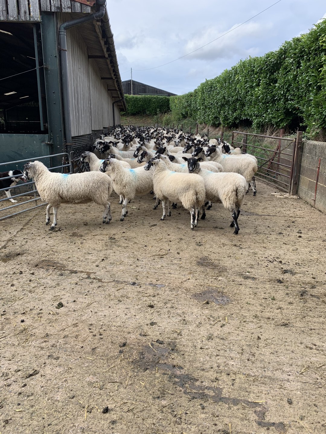 Confessions of the Sheep/Beef Cattle/Pig Addicts | Page 2272 | The ...