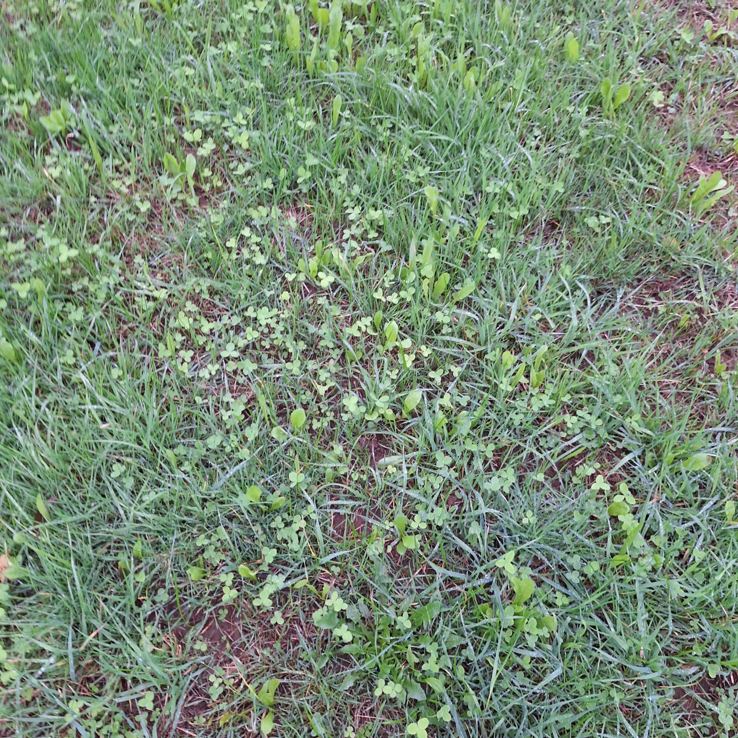 Establishing clover in grassland | Page 23 | The Farming Forum