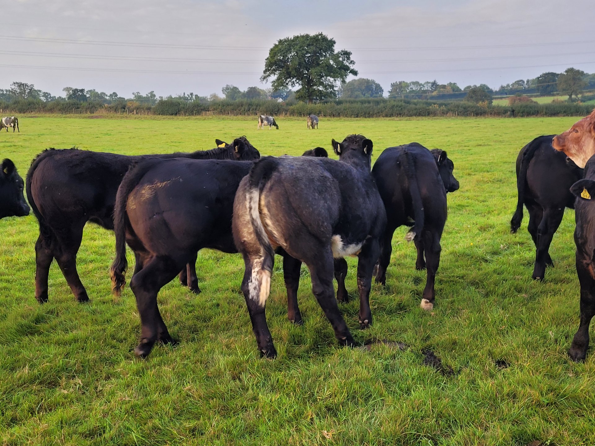 Beef / Lamb & Pig Price Tracker | Page 7156 | The Farming Forum