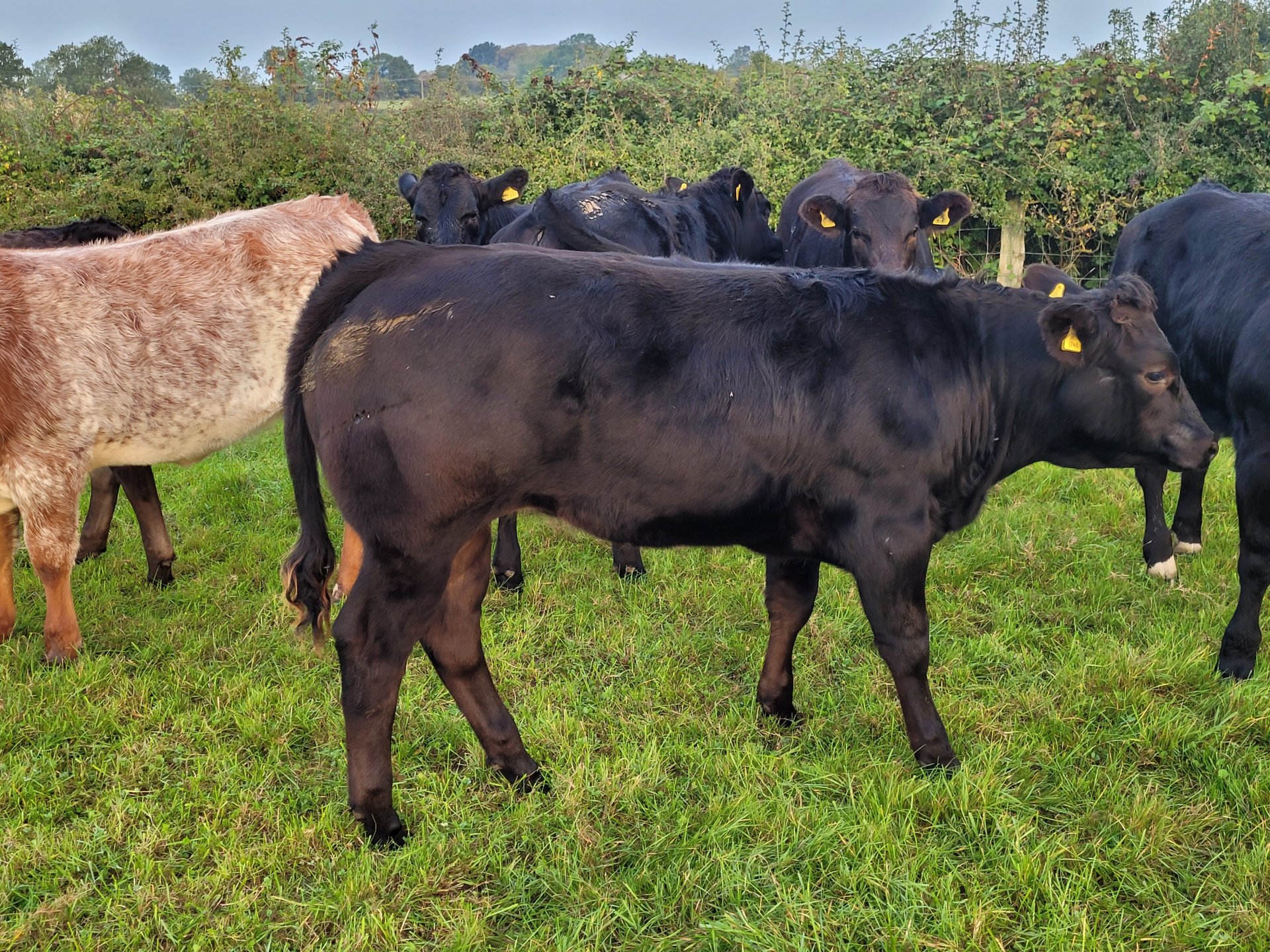 Beef / Lamb & Pig Price Tracker | Page 7156 | The Farming Forum