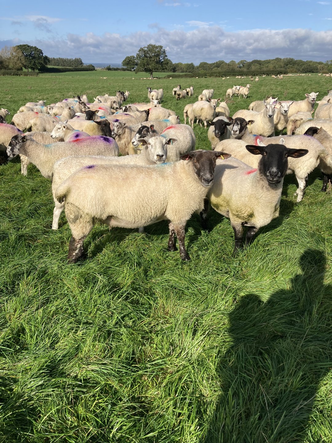 Beef / Lamb & Pig Price Tracker | Page 7156 | The Farming Forum