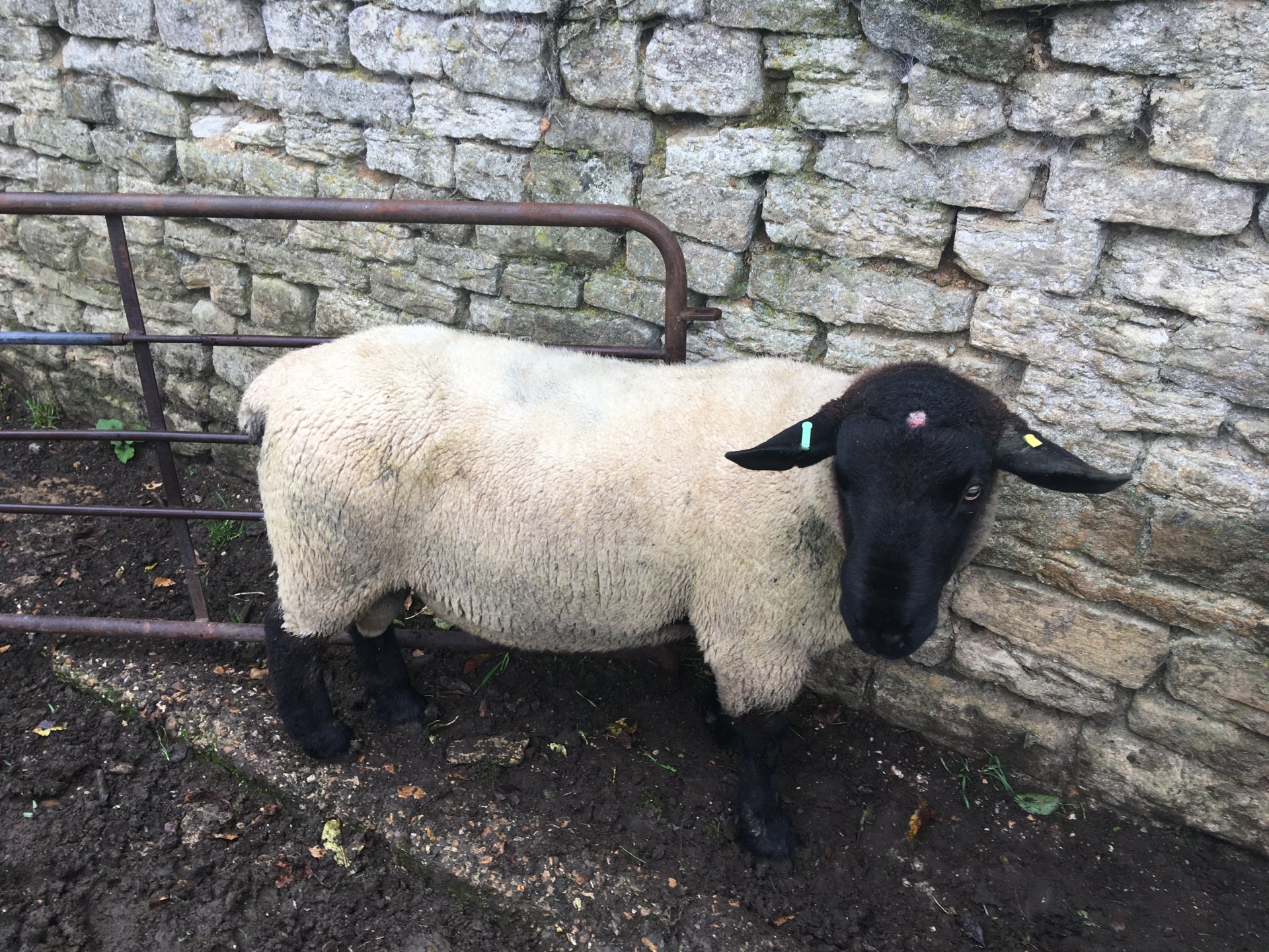 Suffolk Rams | The Farming Forum