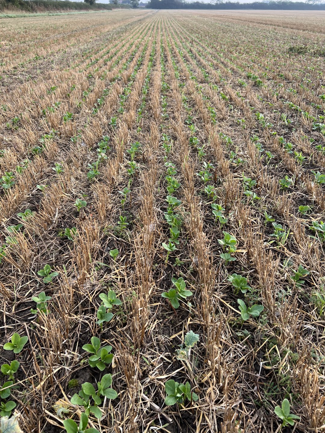 Direct/Strip-till drilling photo gallery | Page 141 | The Farming Forum