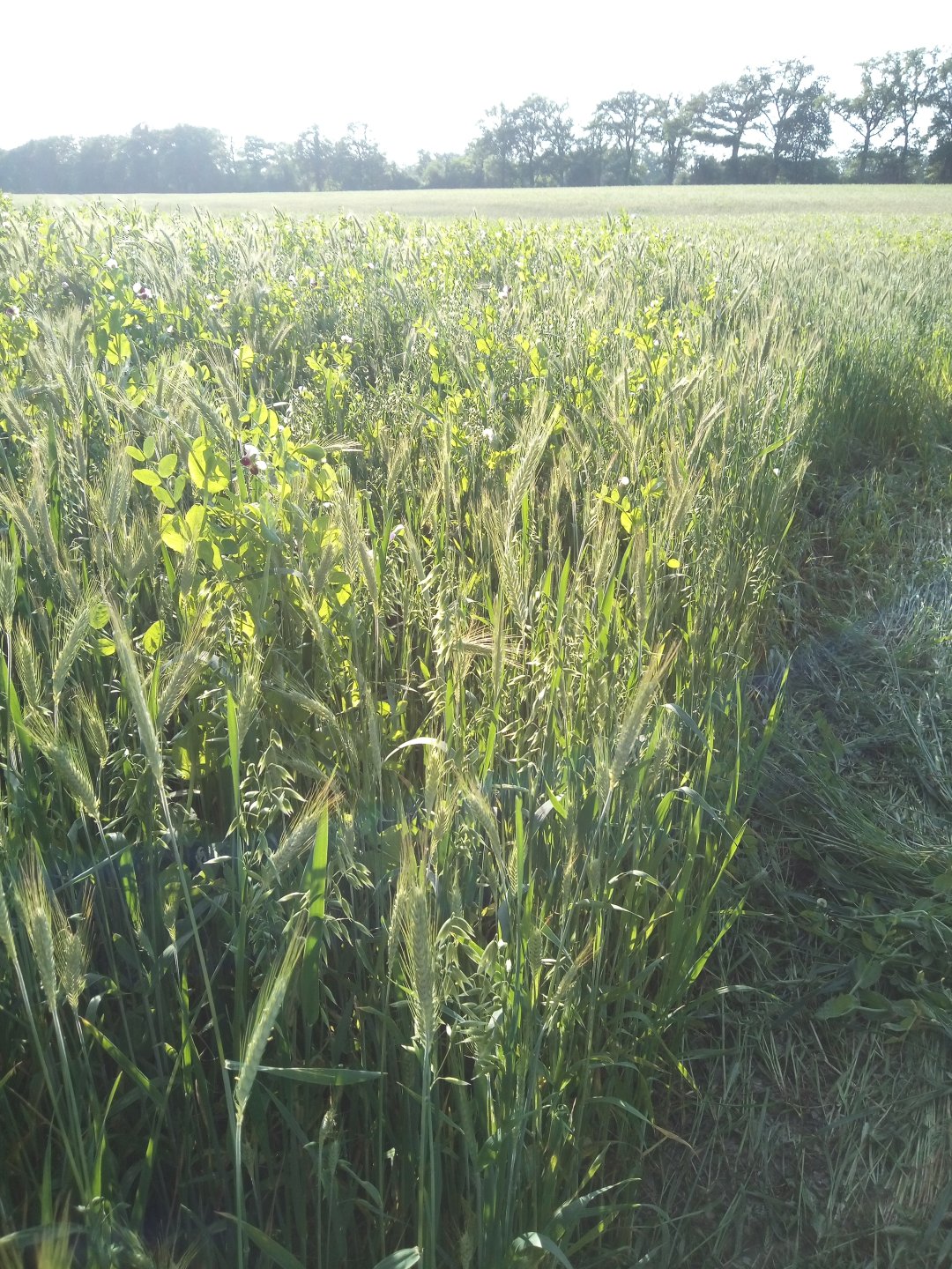 Suggestions for companion / "scaffolding" crops to support combinable ...