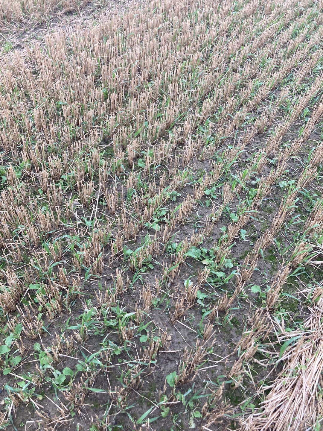 Broadcasting into a standing crop | Page 3 | The Farming Forum