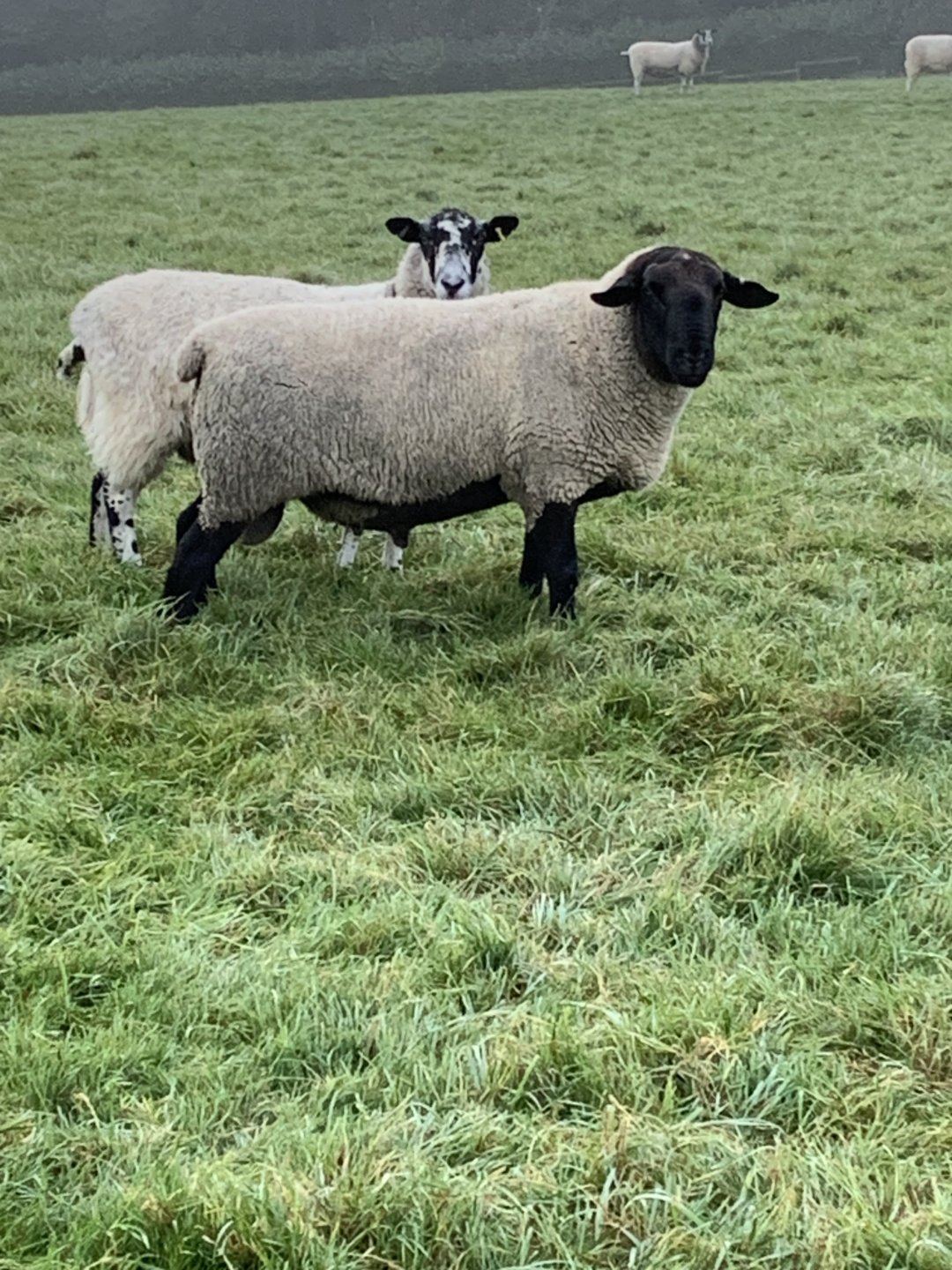 Help with sheep breed | Page 4 | The Farming Forum