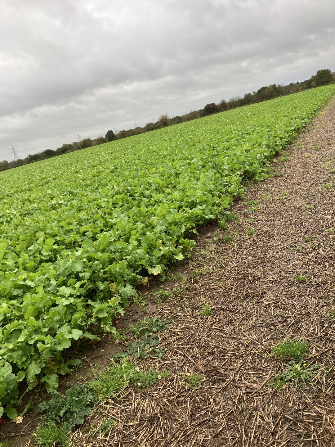 Stubble Turnips | Page 23 | The Farming Forum