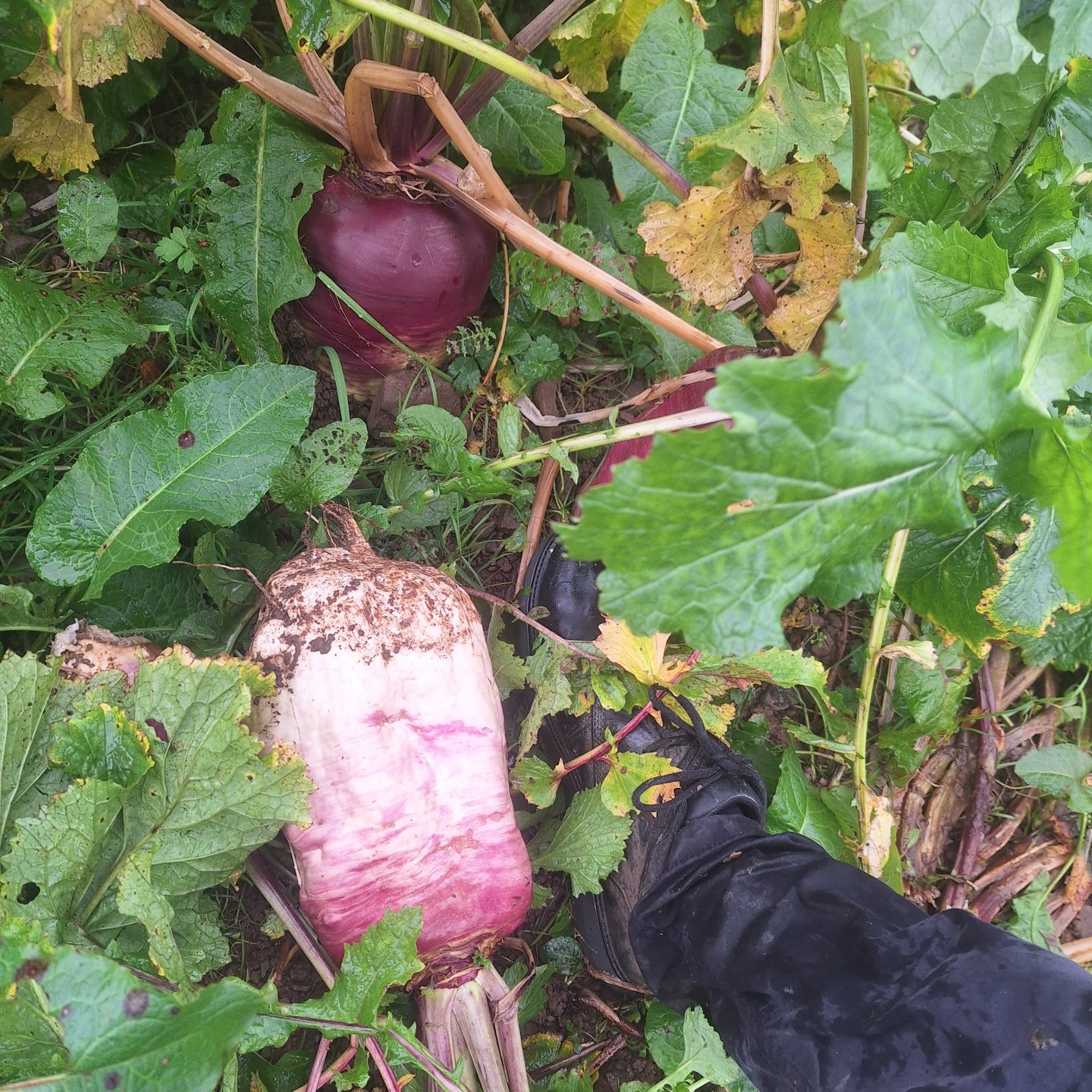 Stubble Turnips | Page 23 | The Farming Forum